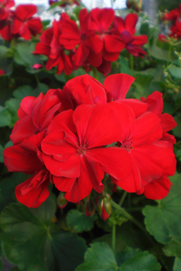 Flowers - Geraniums (Pelargonium) on Pinterest | Geraniums, Perennials ...